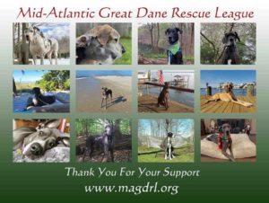 MAGDRL Great Dane Rescue | Pennsylvania & Delaware Chapter – Great Dane ...